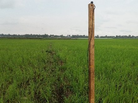 LAI measurement for maize, teff and rice in Lake Tana Basin using ...